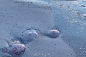 September in Destin: Guide to Weather, Crowds, Events & More - The Good ...