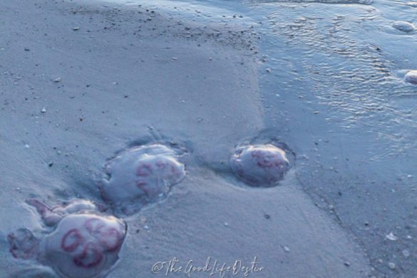 September in Destin: Guide to Weather, Crowds, Events & More - The Good ...