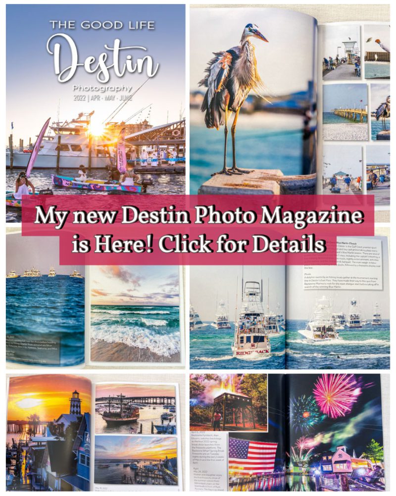 Visiting Destin with your Dog: Pet Friendly Beaches, Restaurants ...